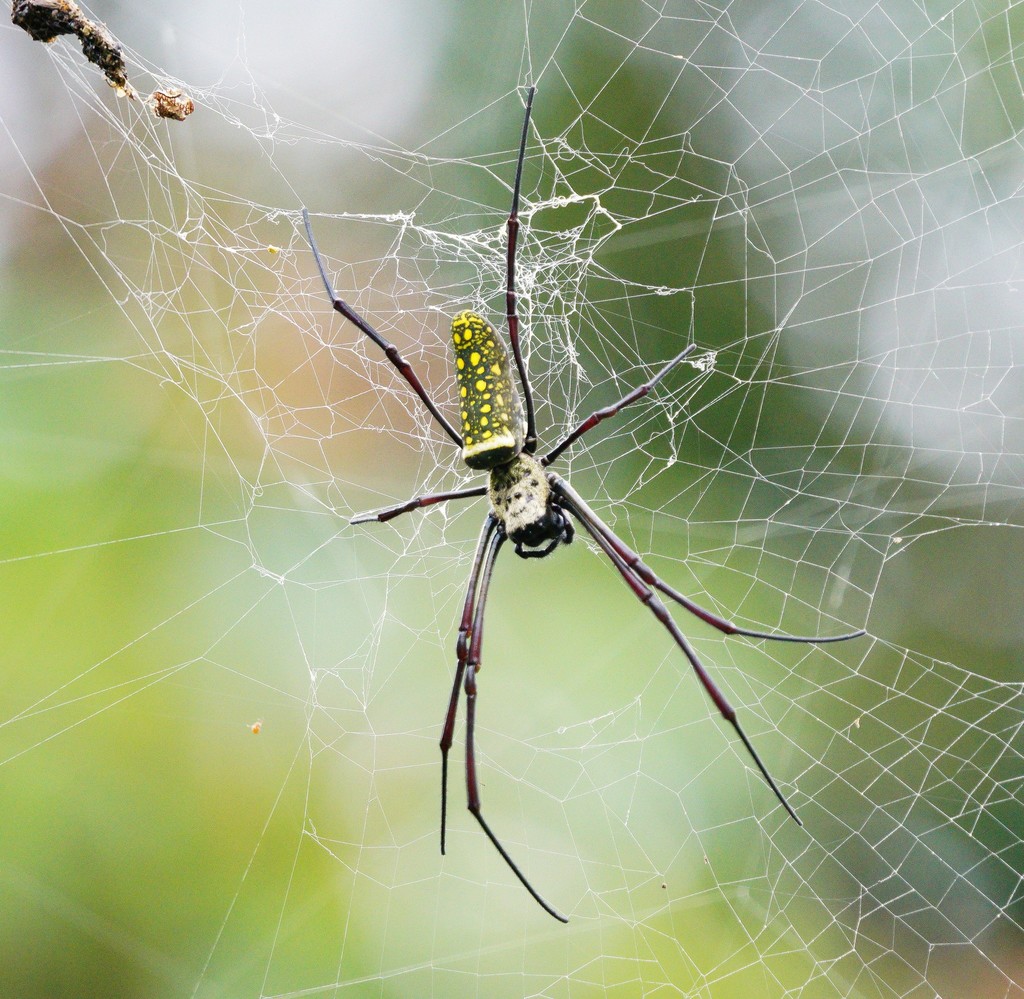 Batik Golden Web Spider from Woodlands, Singapore on January 11, 2021 ...