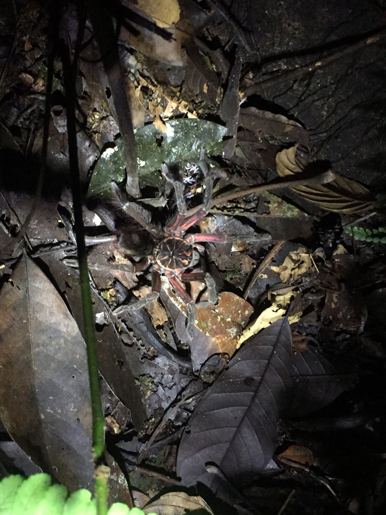 Pamphobeteus from Darién National Park, , Darien, PA on September 17 ...