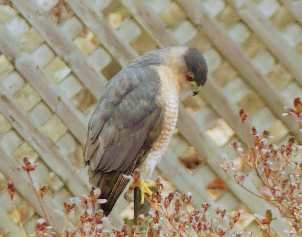 Cooper's Hawk in January 2021 by Celeste Echlin. ID on Merlin is good ...