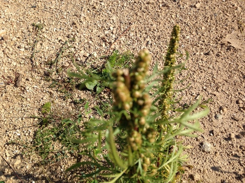 Biennial Wormwood (Variety Artemisia biennis biennis) · iNaturalist ...