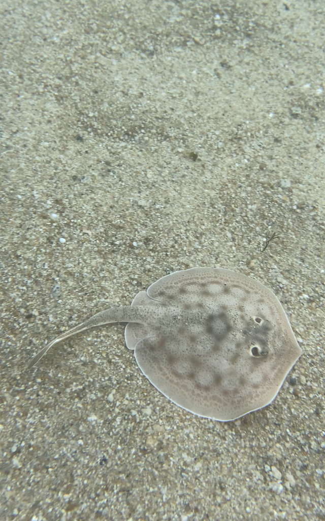 Bullseye Round Stingray from Océano Pacífico, OAX, MX on January 11 ...