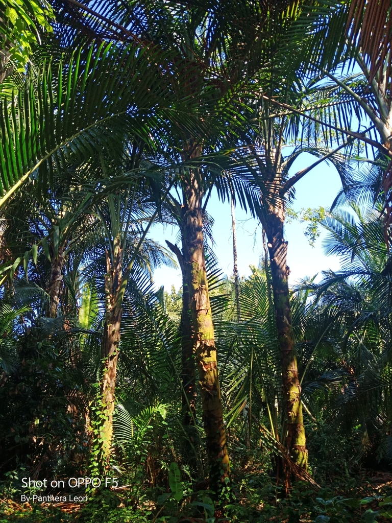 Sago Palm from Gio, Moutong, Kabupaten Parigi Moutong, Sulawesi Tengah ...