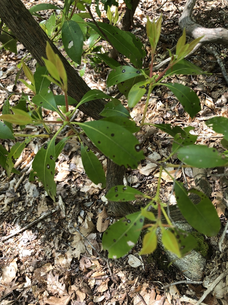 plants from 06883, Weston, CT, US on May 15, 2020 at 03:33 PM by ...