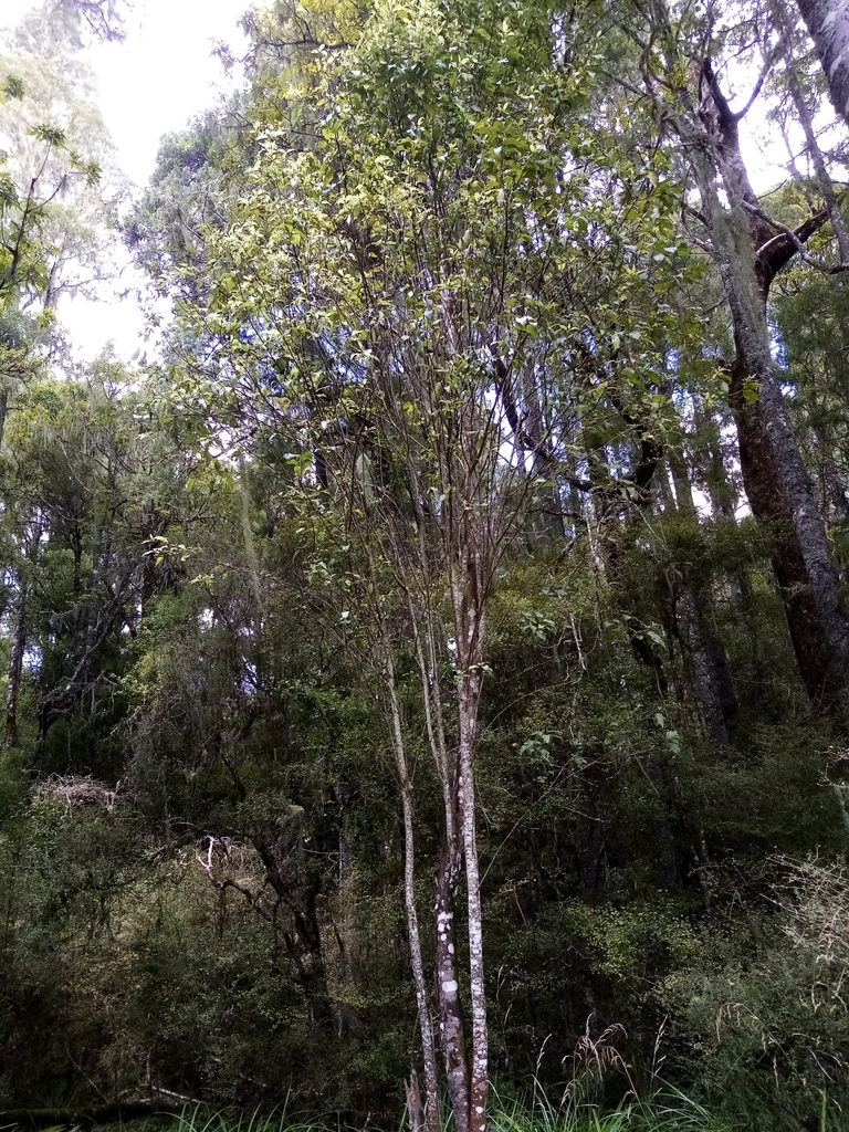 long-leaved lacebark from Tauwhareparae, New Zealand on January 12 ...