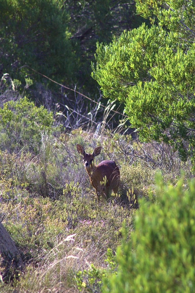 Cape Grysbok from Swellendam, WC, ZA on December 29, 2020 at 05:34 PM ...