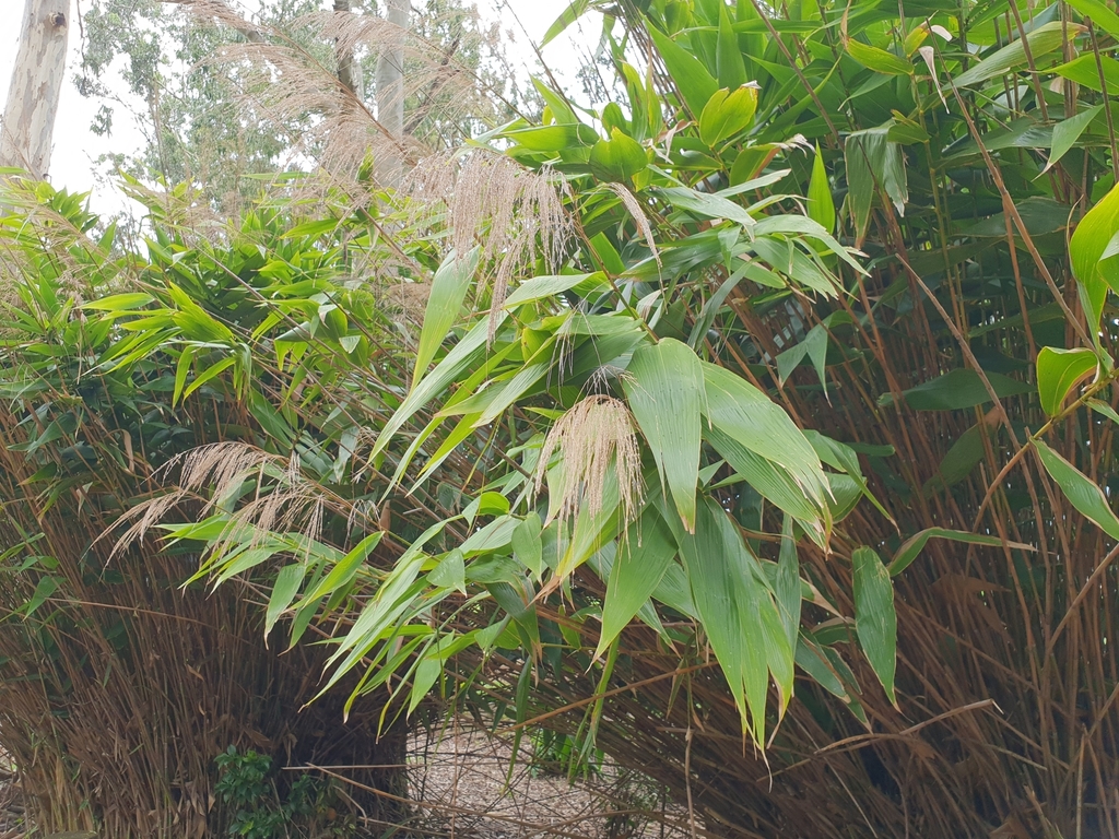 Nepalese Broom Grass from Atherton QLD 4883, Australia on January 7 ...