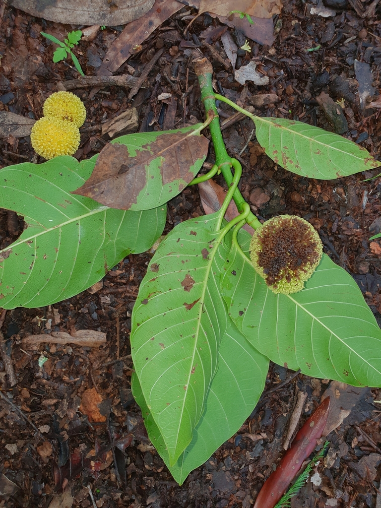 Burflower-tree from Atherton QLD 4883, Australia on January 07, 2021 at ...