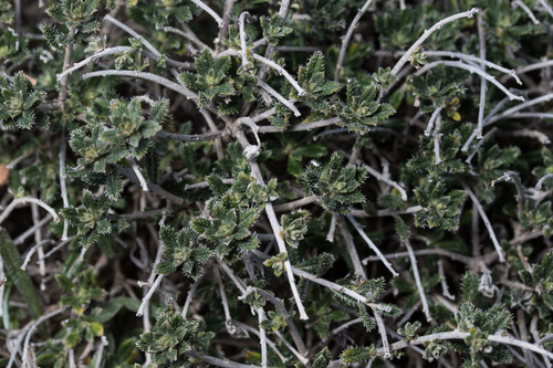 Subspecies Lithodora hispidula hispidula · iNaturalist