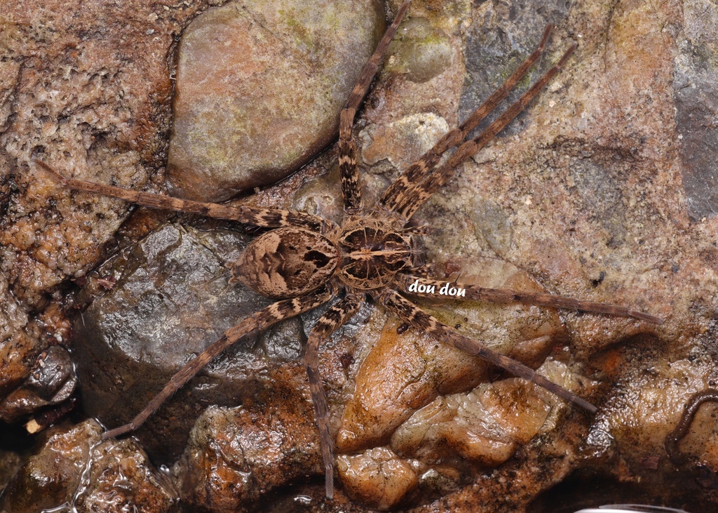 Dolomedes raptor from 中国江苏省南京市灵谷寺 on September 8, 2020 at 10:54 PM by ...