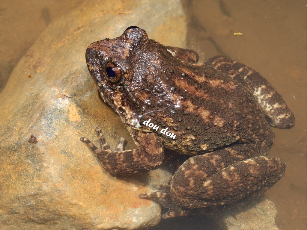 Giant Spiny Frog in September 2020 by 豆豆 · iNaturalist