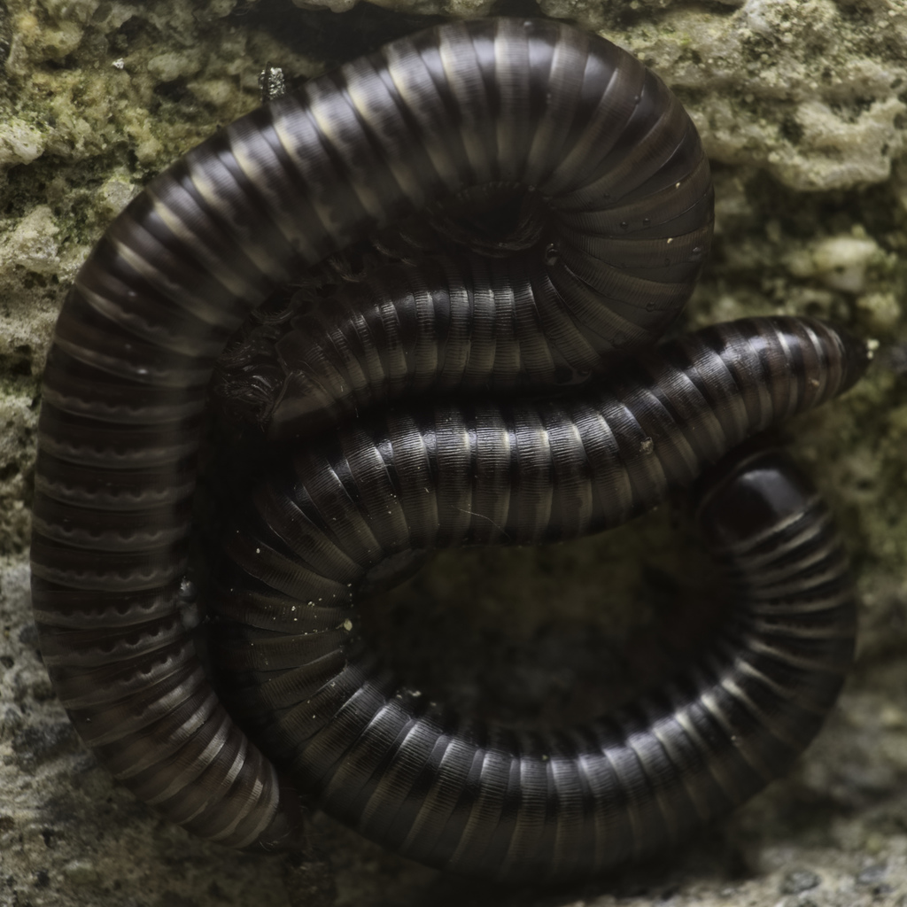 Megaphyllum from Servia 505 00, Greece on January 12, 2021 at 02:55 PM ...