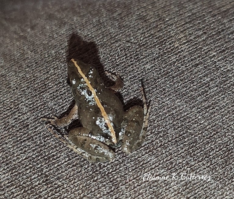 Bolivian Swamp Frog from Loreto, Bolivia on November 27, 2020 at 08:35 ...