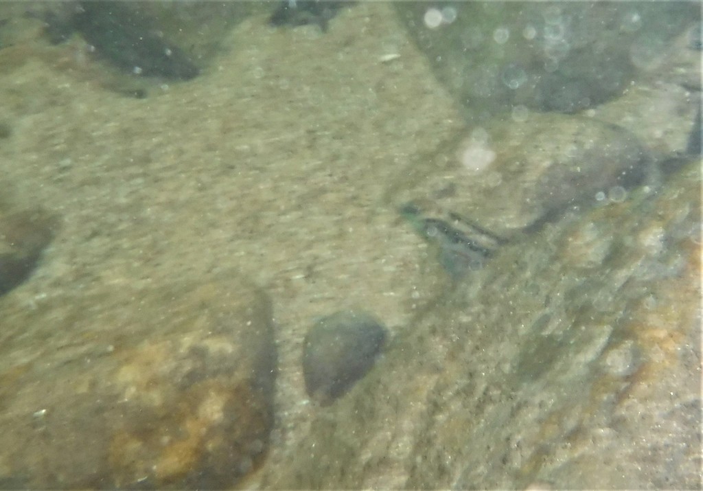 Tennessee Snubnose Darter from Washington County, VA, USA on January 08 ...