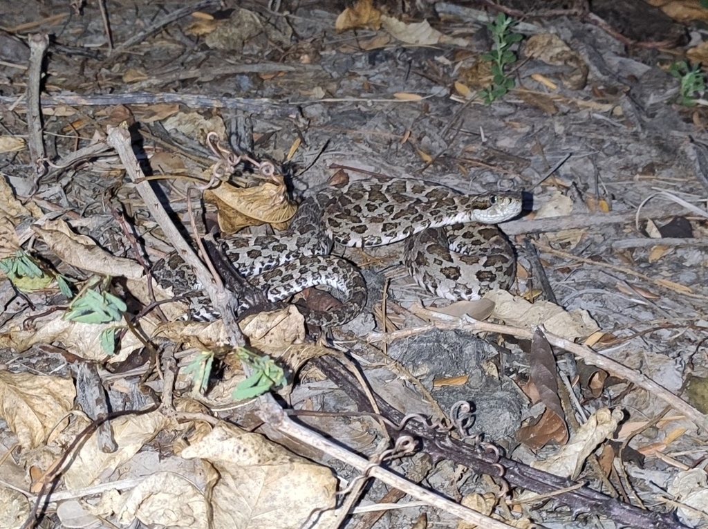 Bothrops sonene from Loreto, Bolivia on November 26, 2020 at 10:20 PM ...