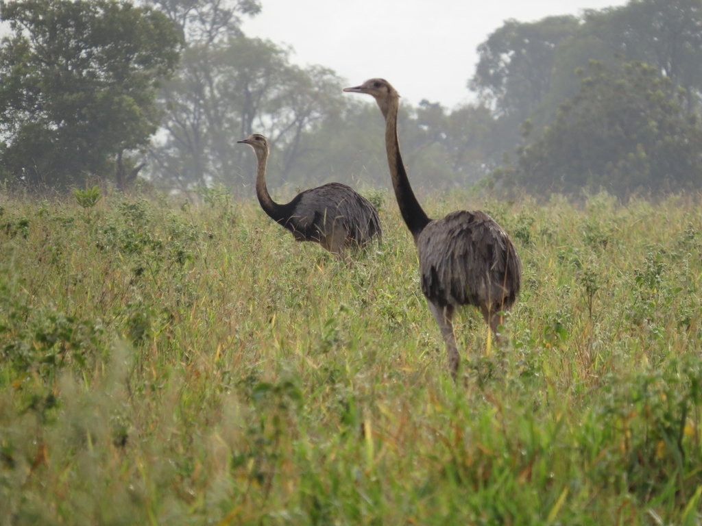 Greater Rhea in March 2018 by Leonardo von Linsingen · iNaturalist
