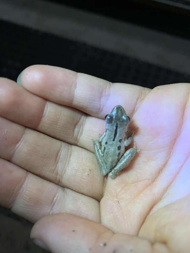 Slender Tree Frog from Merivale, WA, AU on January 12, 2021 at 07:52 PM ...