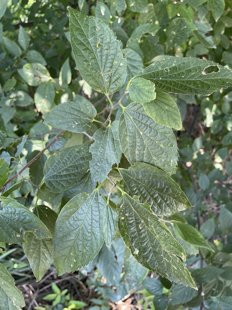 hackberries from Muswellbrook, NSW, AU on January 13, 2021 at 01:23 PM ...