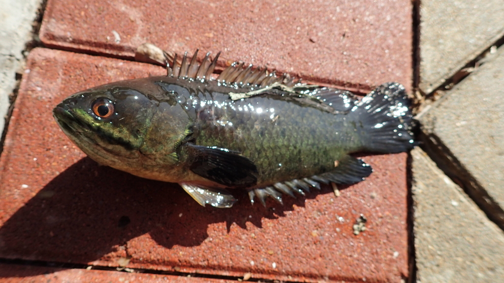 Climbing Perch from Kam Tin, Hong Kong on January 13, 2021 at 10:17 AM ...
