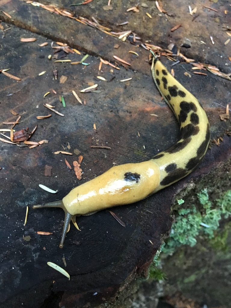 Banana Slug Oregon Pacific Banana Slug (Ariolimax Columbianus)