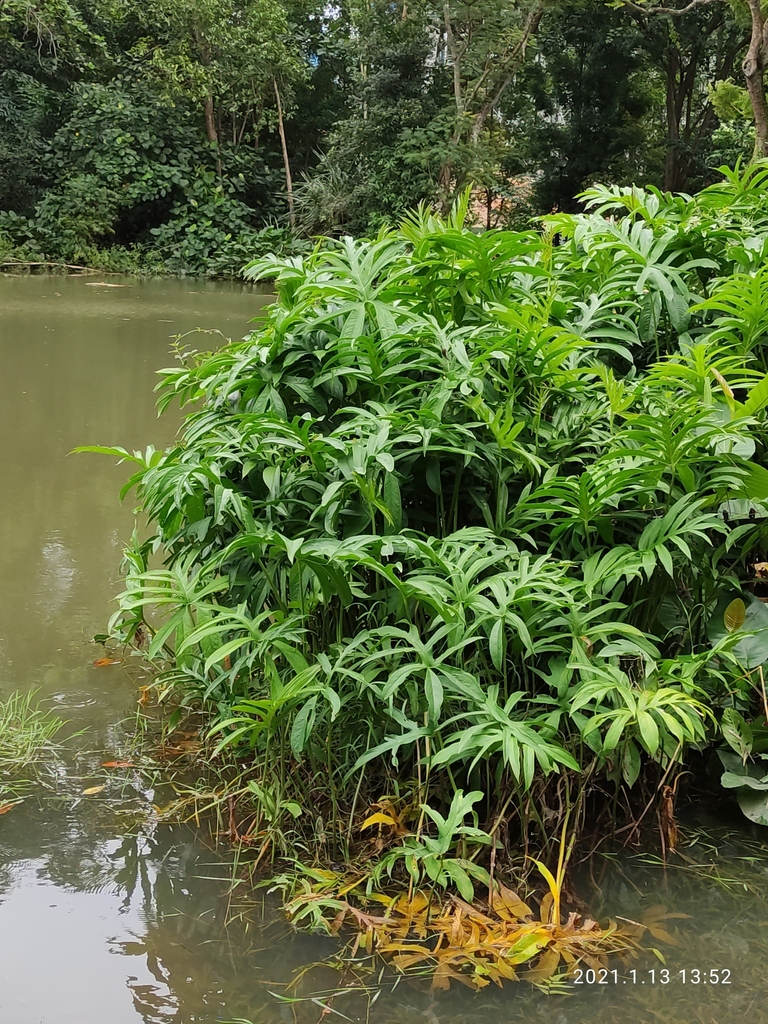 Spiny Lasia from Queenstown, Singapore on January 13, 2021 at 01:52 PM ...