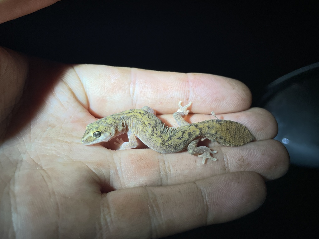 Burrow-plug Gecko in December 2020 by Bruce Edley. Moved off road. Far ...