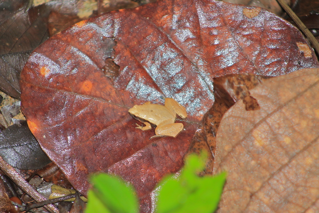 Dark-sided Chorus Frog from Lampri Waterfall, Tha Muang National Park ...