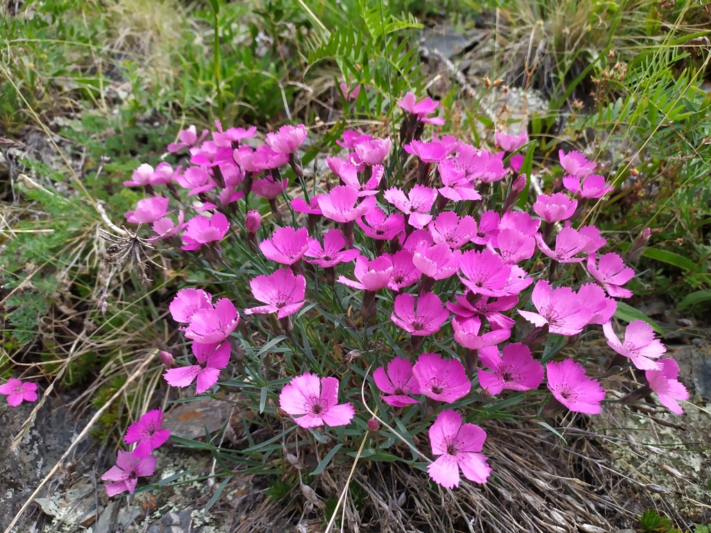 Chinese-pink from Bayanzurkh, Mongolia on July 28, 2020 at 11:16 AM by ...