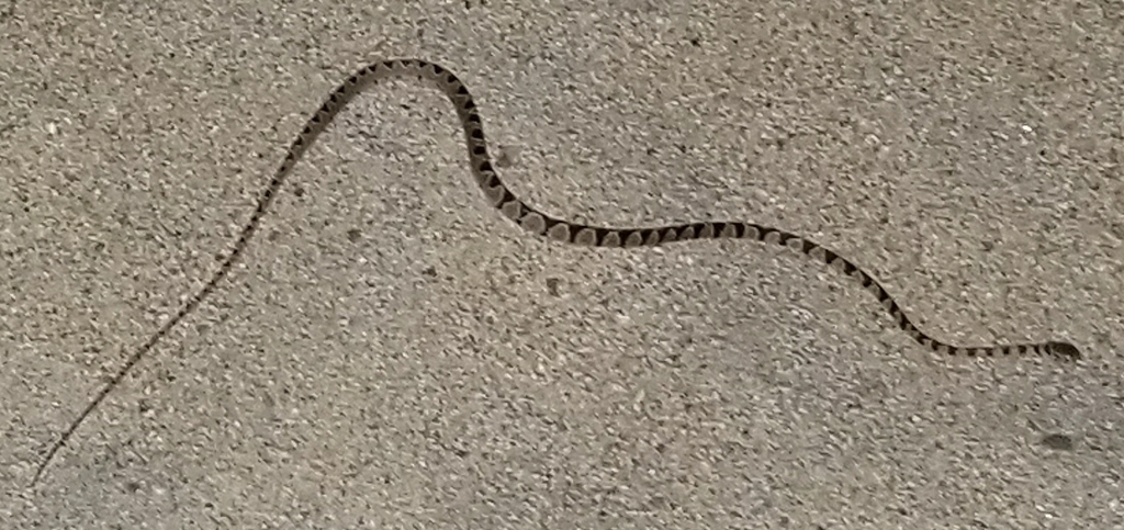 Central American Tree Snake from Santiago Ixcuintla, Nayarit, Mexique ...