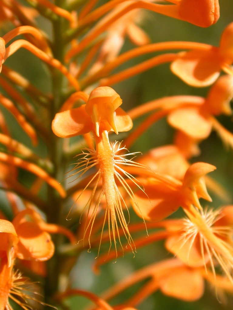 orange-fringed orchid in August 2003 by Christian Rixen · iNaturalist