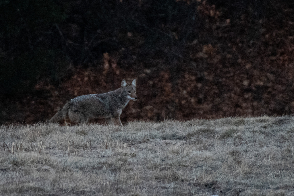 Coyote from Westford, MA, US on January 13, 2021 at 08:10 AM by John ...