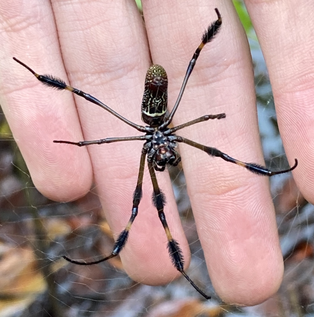 Golden Silk Spider from J.N. Ding Darling National Wildlife Refuge ...