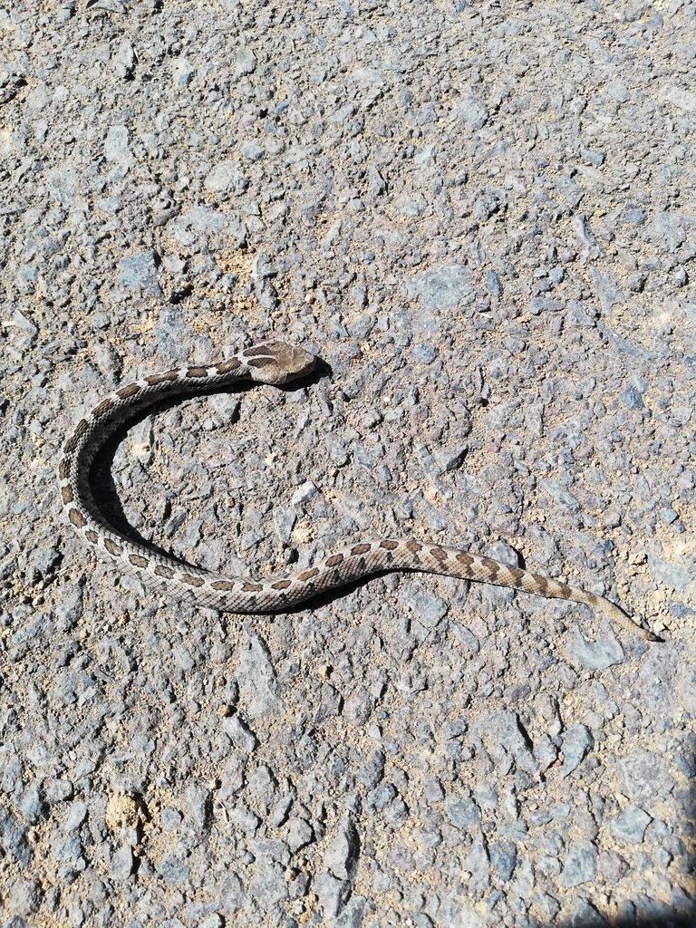 Mexican Pygmy Rattlesnake in January 2021 by Axel Mejía P. Muerta en la ...