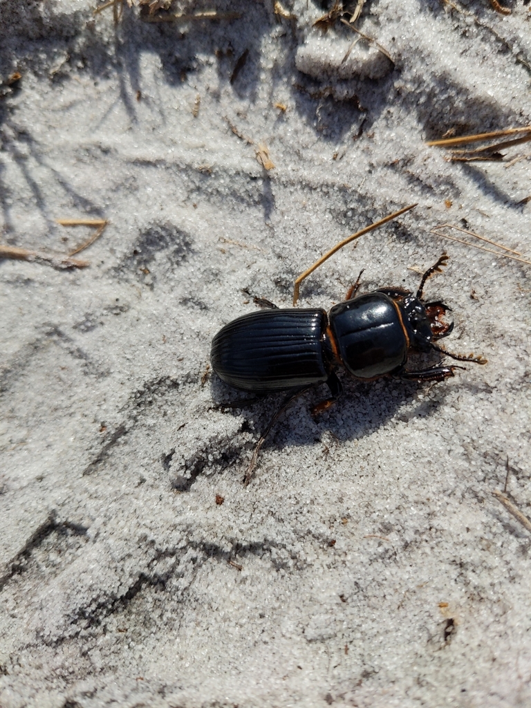 Odontotaenius floridanus in January 2021 by Erin Stewart · iNaturalist