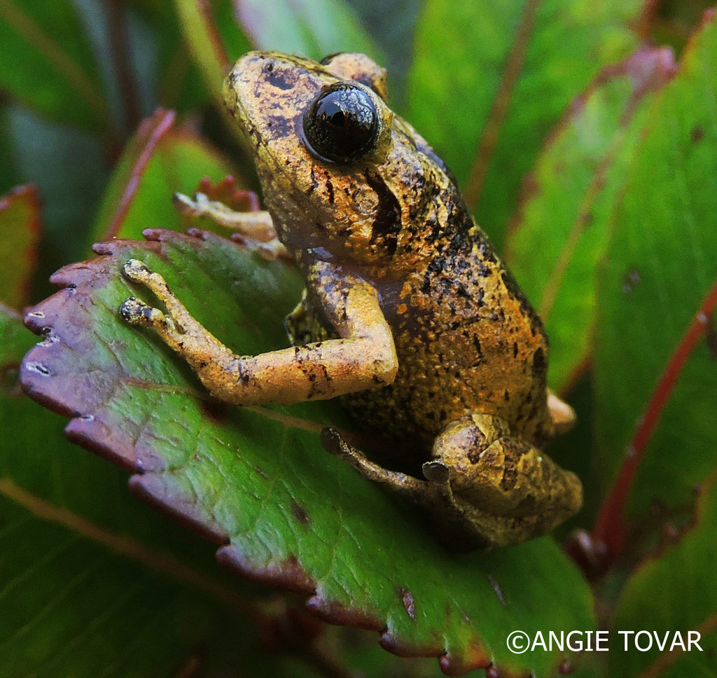 Pristimantis leptolophus desde Cerro-paramo Miraflores el 12 de febrero ...