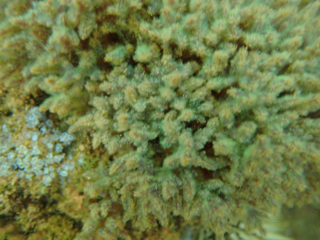 Dasya iridescens from North Pacific Ocean, Poipu, HI, US on January 14 ...