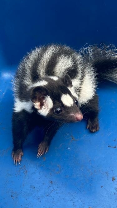 Southern Spotted Skunk from Tecámac, Méx., México on January 7, 2021 by ...