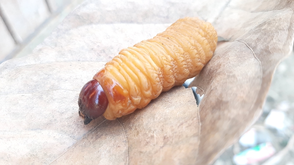 Beetles from Babahoyo, EC-LR, EC on August 11, 2020 at 03:33 PM by ...