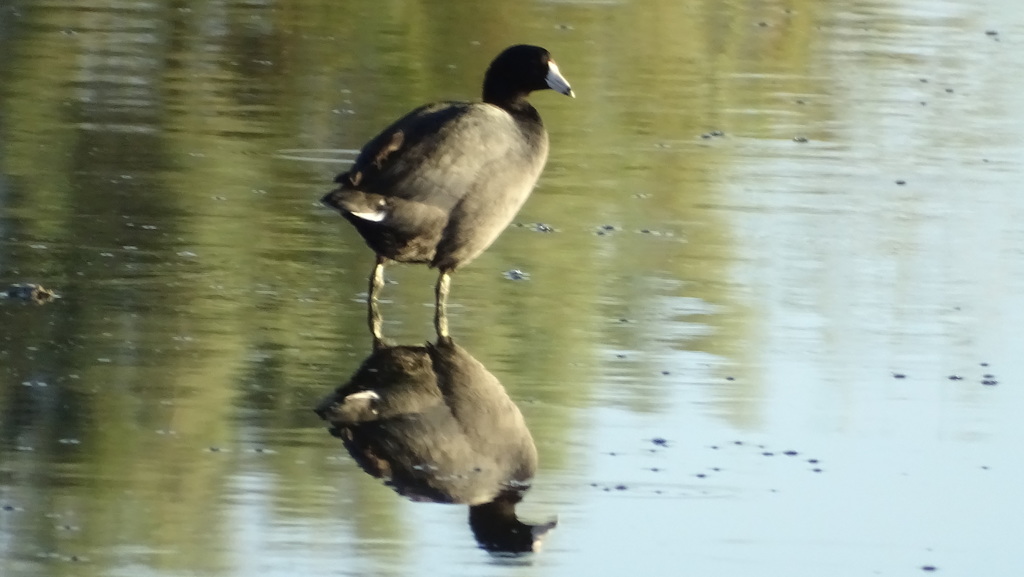 American Coot from La Paz, B.C.S., México on December 14, 2020 at 05:56 ...