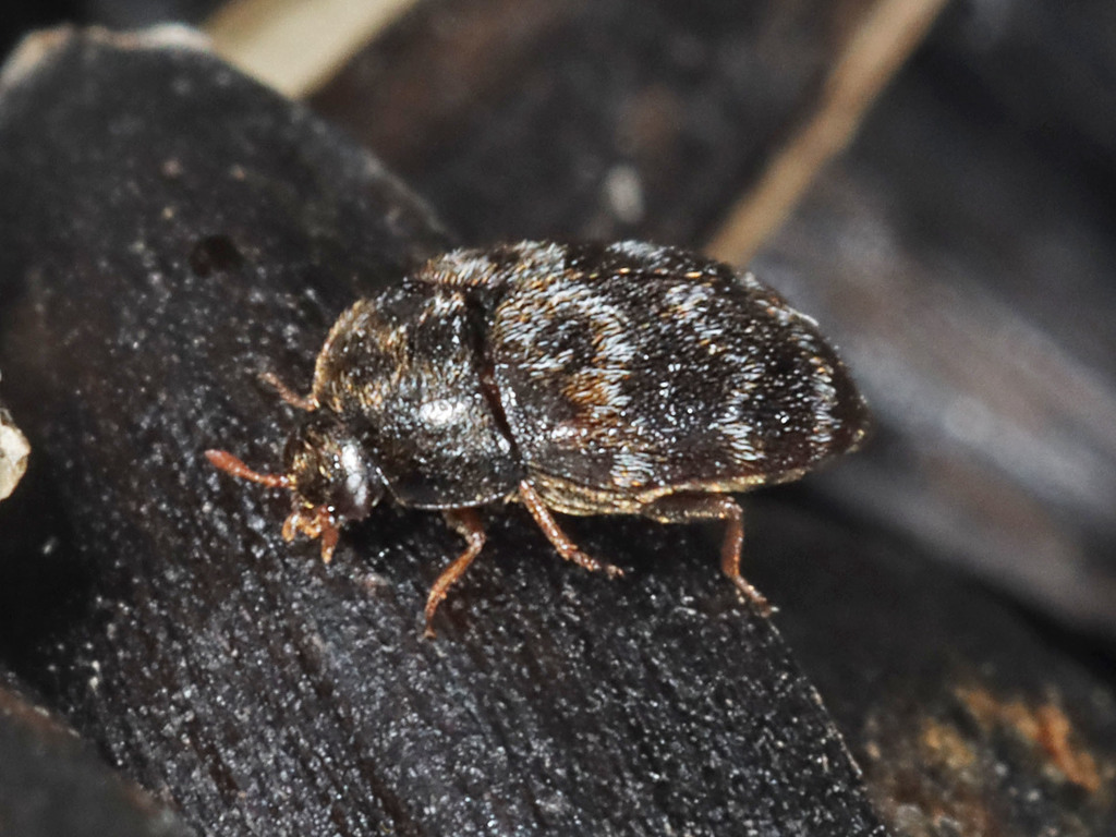 Glabrous Cabinet Beetle from rosedale ave, brampton, ON on September 02 ...