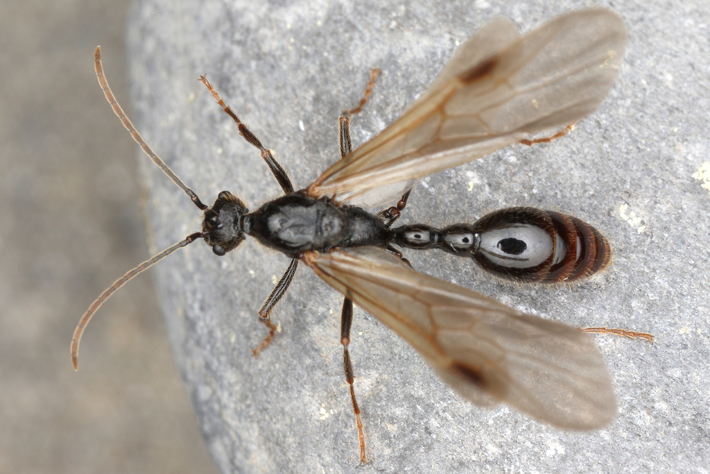 Manica rubida from Mittelberg, Vorarlberg, AT on June 26, 2020 at 08:37 ...