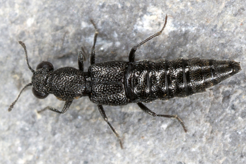 Stenus crassus · iNaturalist