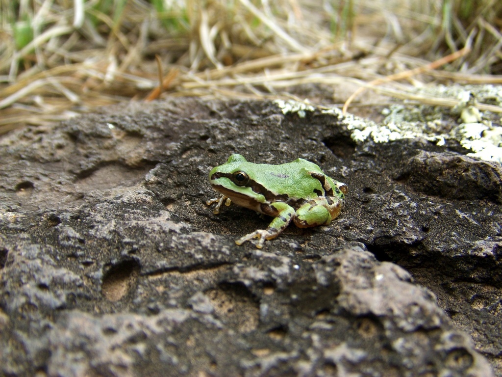 Arizona Tree Frog in July 2008 by Caleb Loughran. Vicinity of sunflower ...