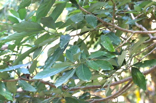 Machilus robusta · iNaturalist