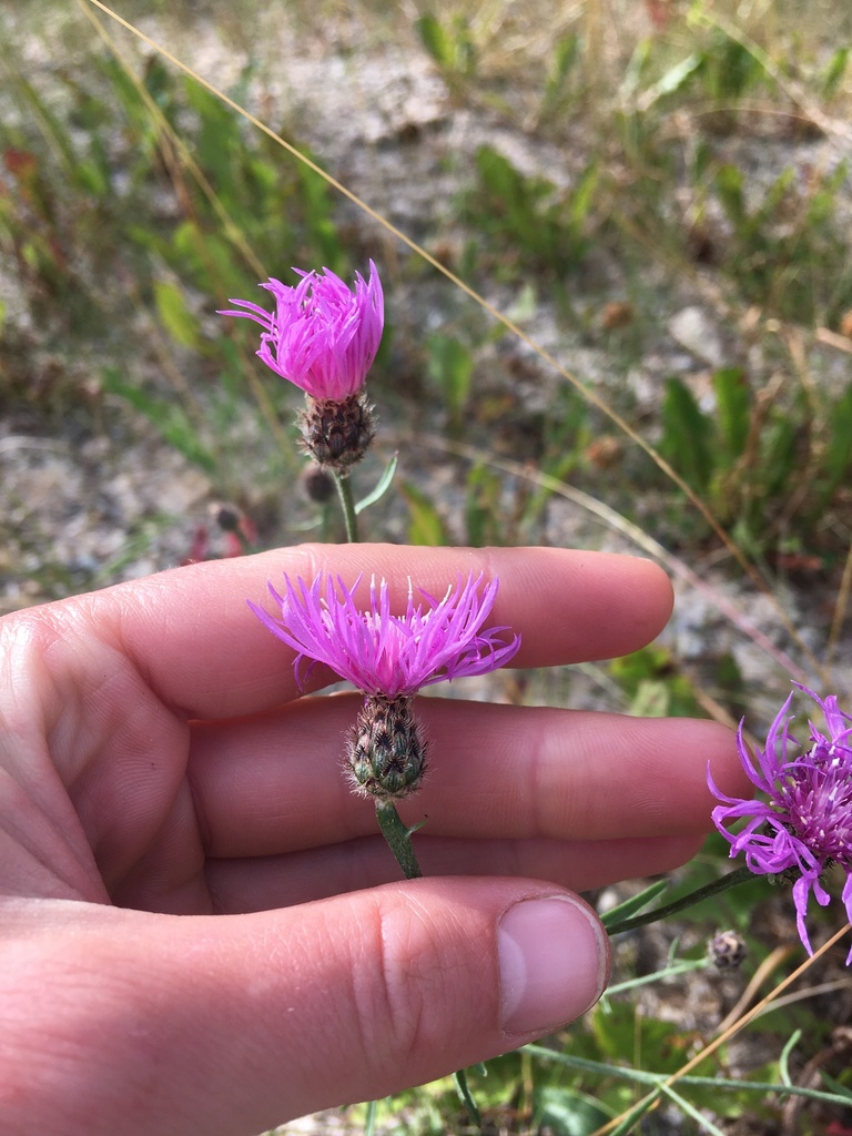spotted knapweed from Banff National Park, Banff, Division No. 15 ...