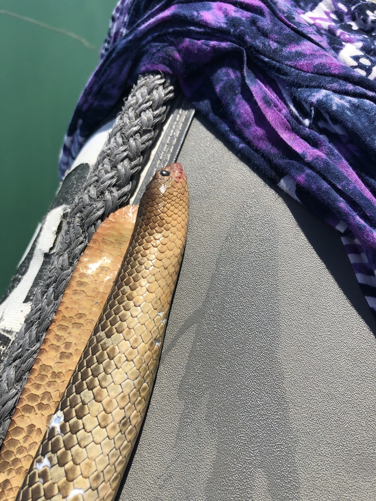 Shark Bay Sea Snake (Aipysurus pooleorum) - Snakes and Lizards