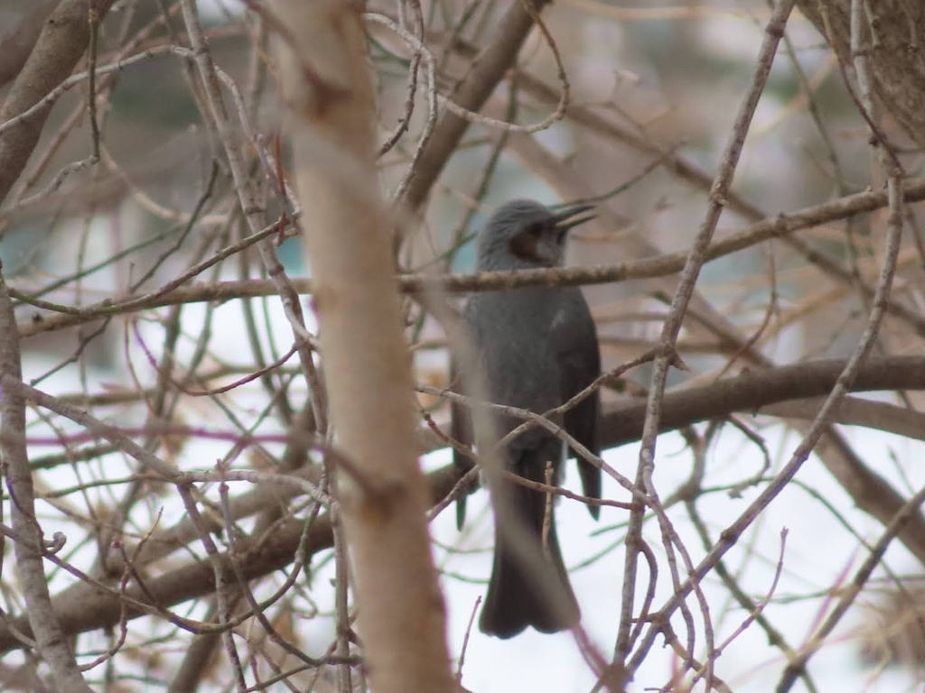 Brown-eared Bulbul from 日本 〒060-0818 on January 15, 2021 by 西村一彦 ...