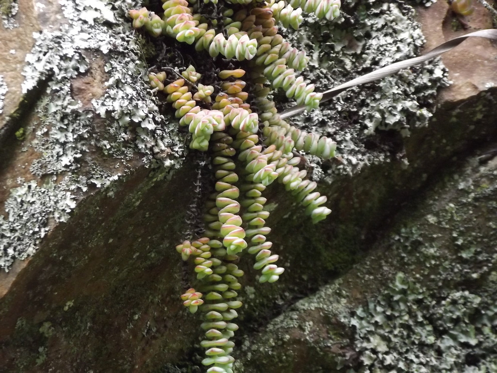 Kebab Bush from South Cape DC, South Africa on January 7, 2021 at 11:14 ...