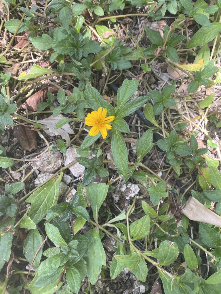 trailing daisy from Zanzibar, Zanzibar sever, TZ on January 15, 2021 at ...