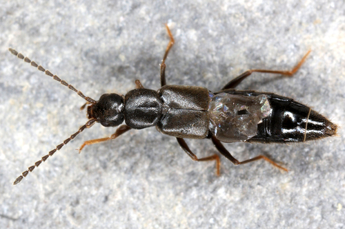 Aloconota currax · iNaturalist