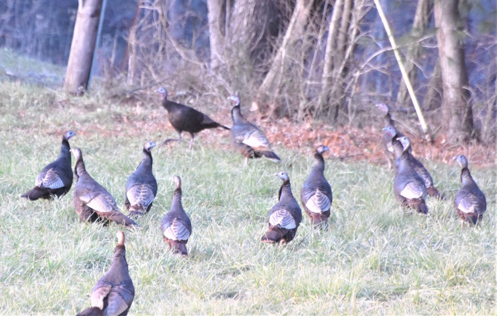 Wild Turkey from Washington County, VA, USA on January 14, 2021 at 05: ...